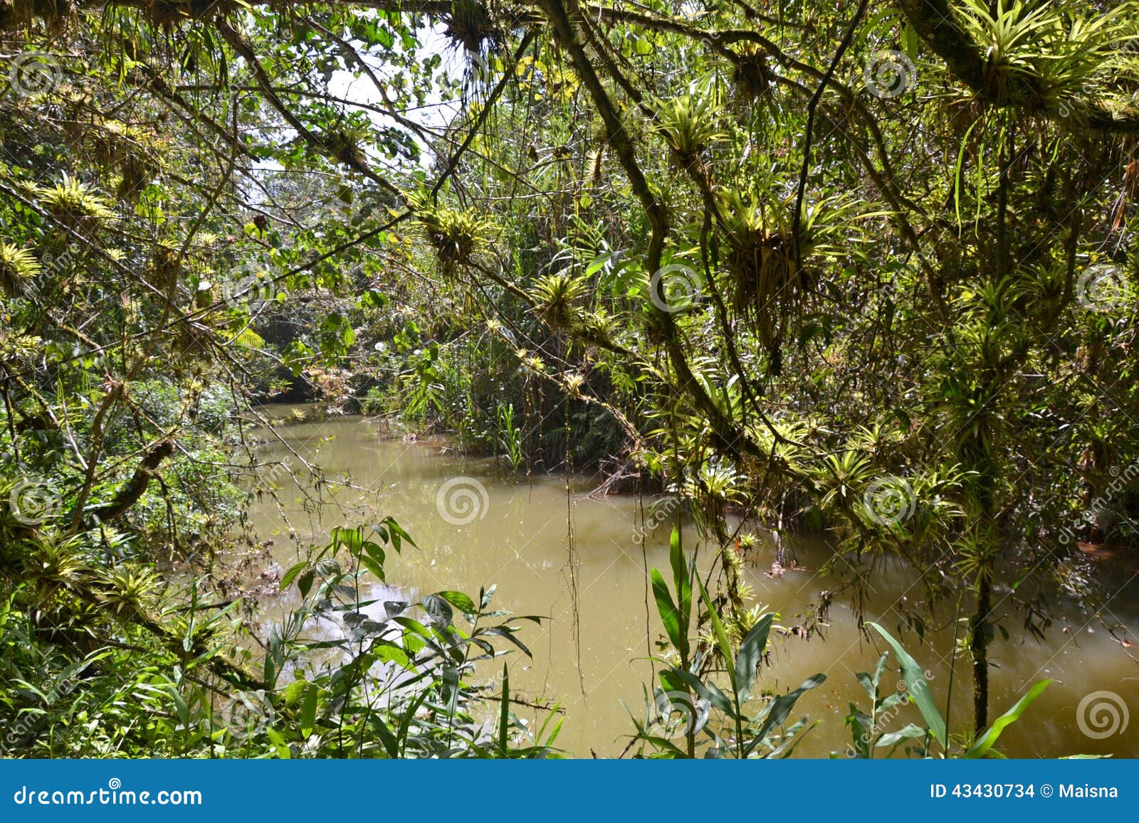 Cuban Rainforest River stock photo. Image of biodiversity - 43430734