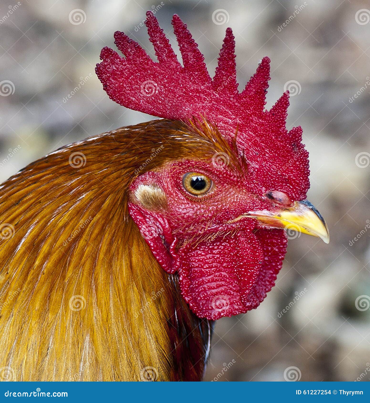 Cuban Rooster stock photo. Image of florida, rooster - 61227254