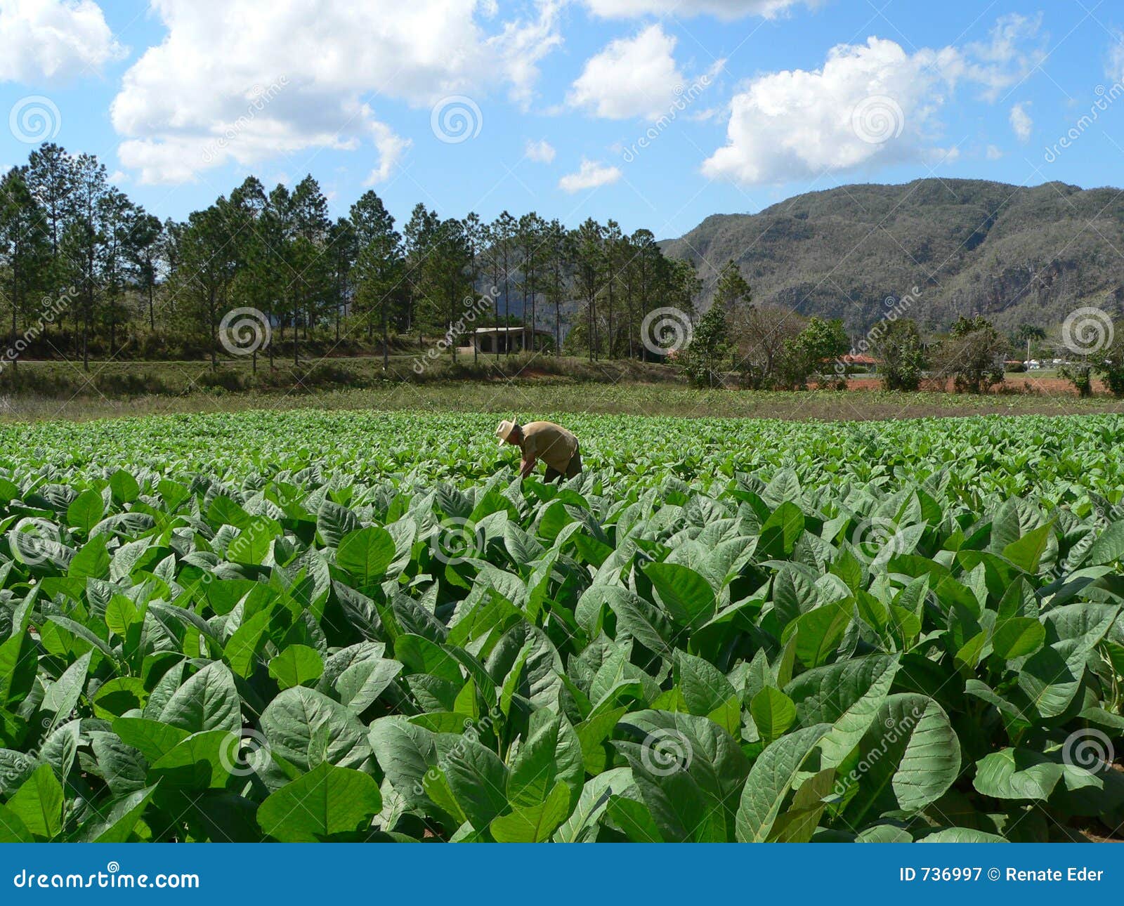 Cuban tobacco field stock image. Image of calm, cubana - 736997