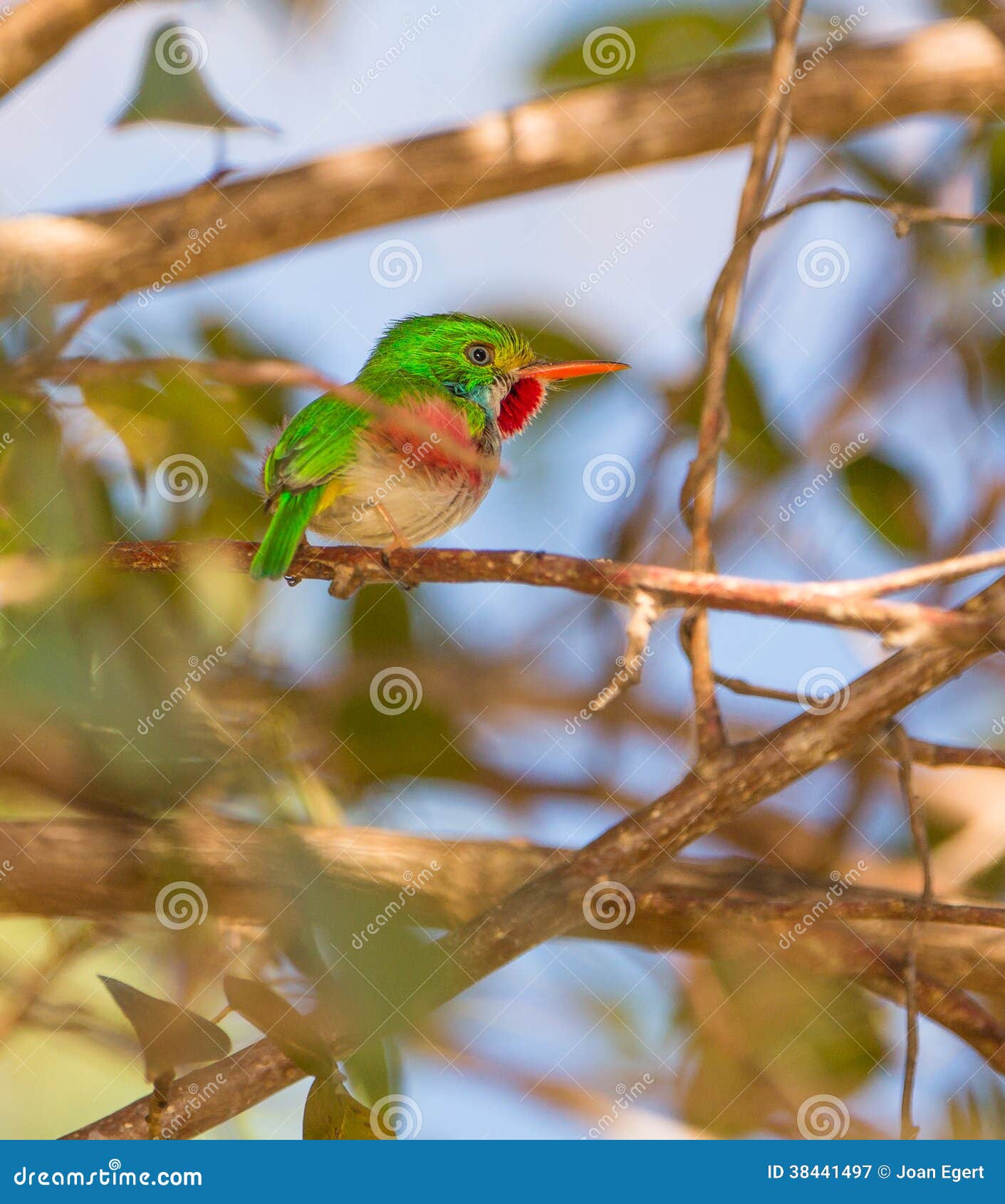 Cuban Tody stock image. Image of colors, animal, endemic - 38441497