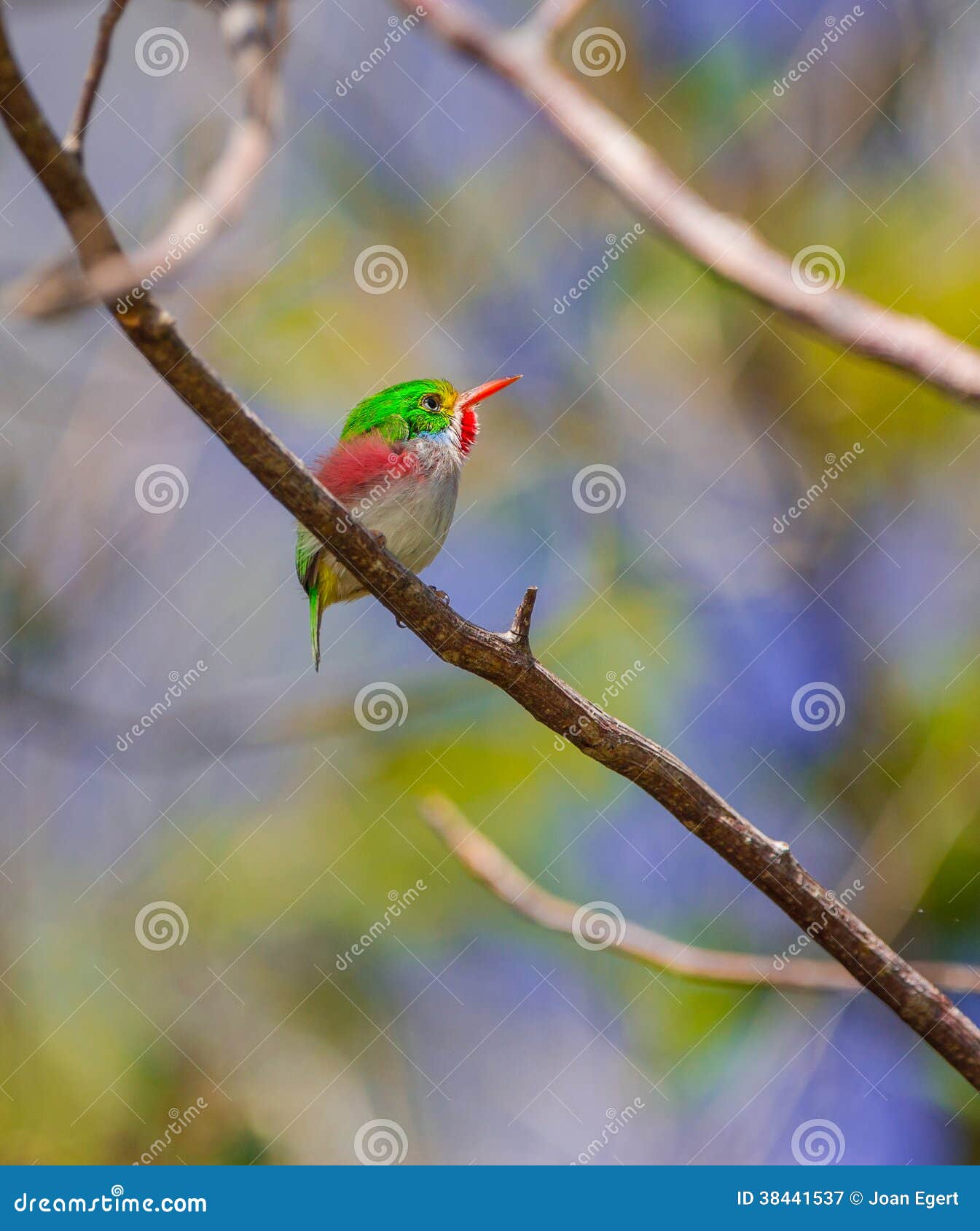Cuban Tody on a branch stock image. Image of colour, detail - 38441537