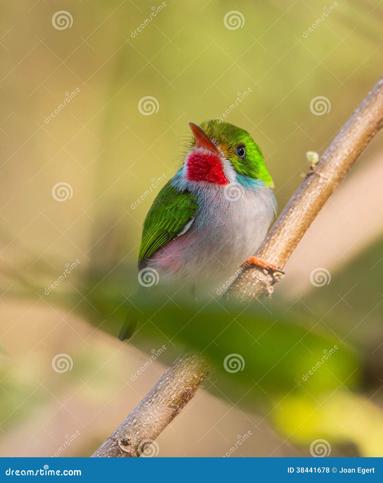 Cuban Tody on a branch stock photo. Image of detailed - 38441678