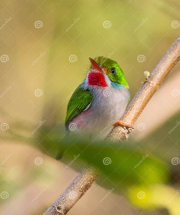 Cuban Tody on a branch stock photo. Image of detailed - 38441678