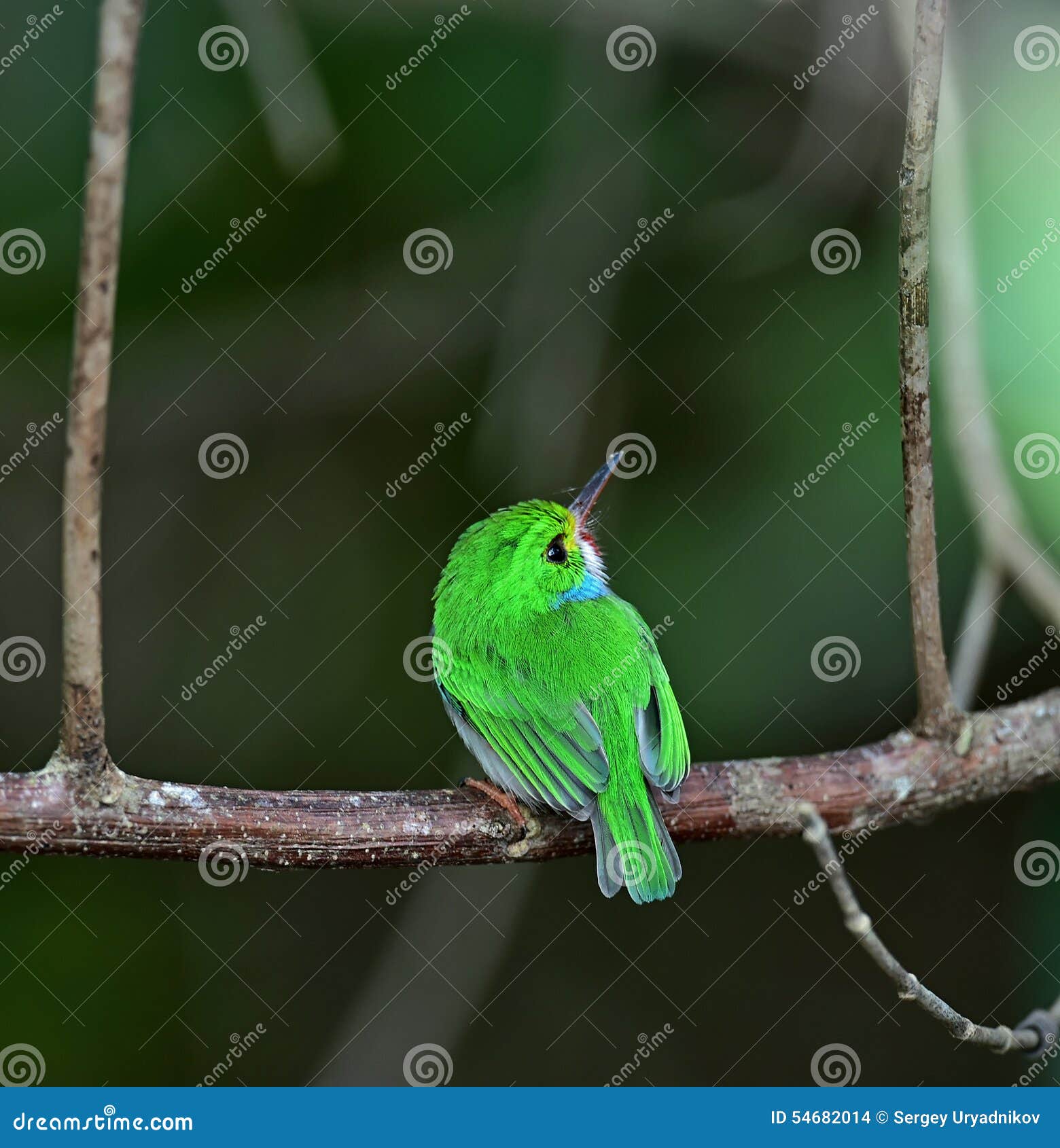 Cuban Tody (Todus Multicolor) Stock Photo - Image of america, avian ...