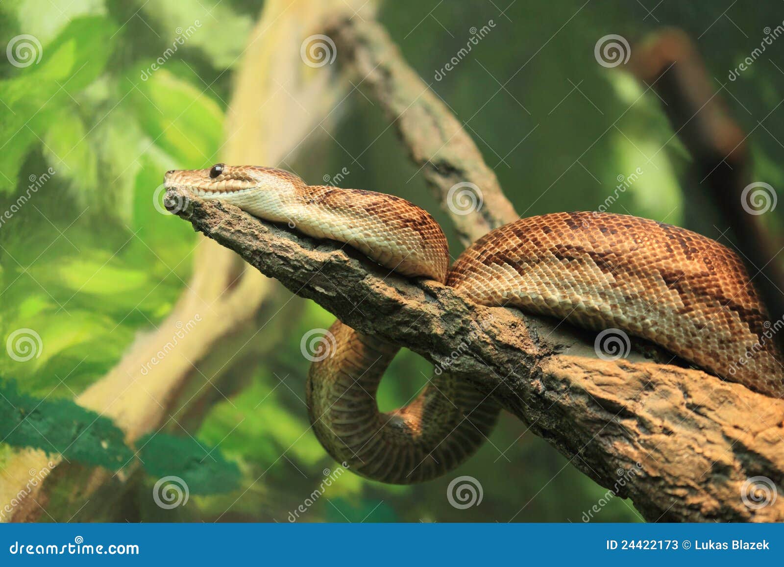 Cuban tree boa stock image. Image of chilabothrus, natuer - 24422173