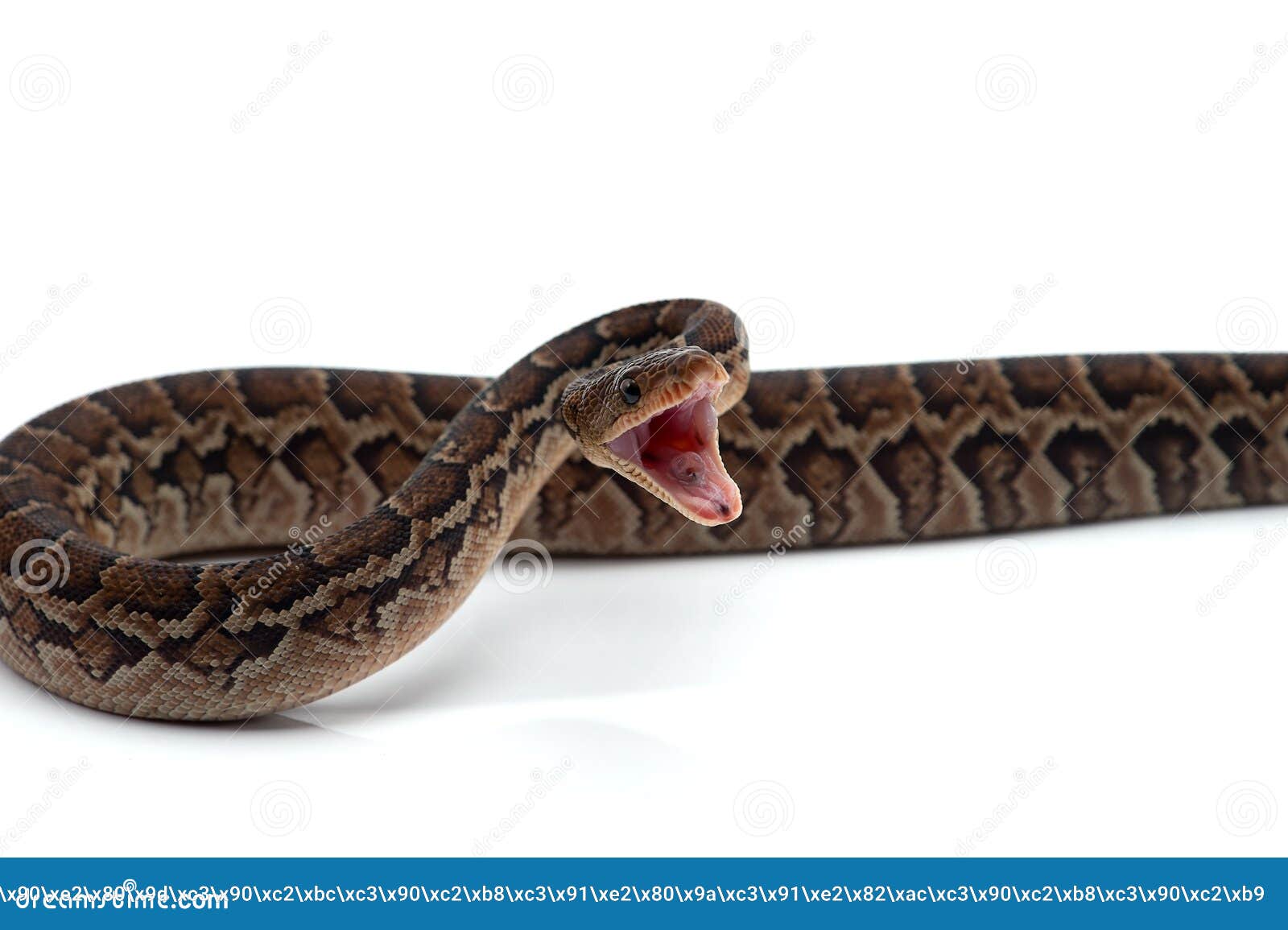Cuban Tree Boa Attack Pose Isolated on White Background Stock Image ...