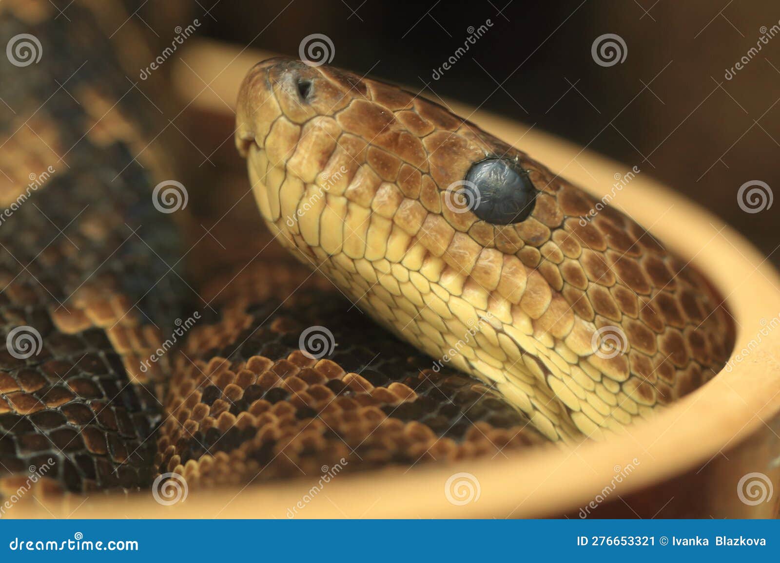 Cuban tree boa stock image. Image of nature, tree, adult - 276653321