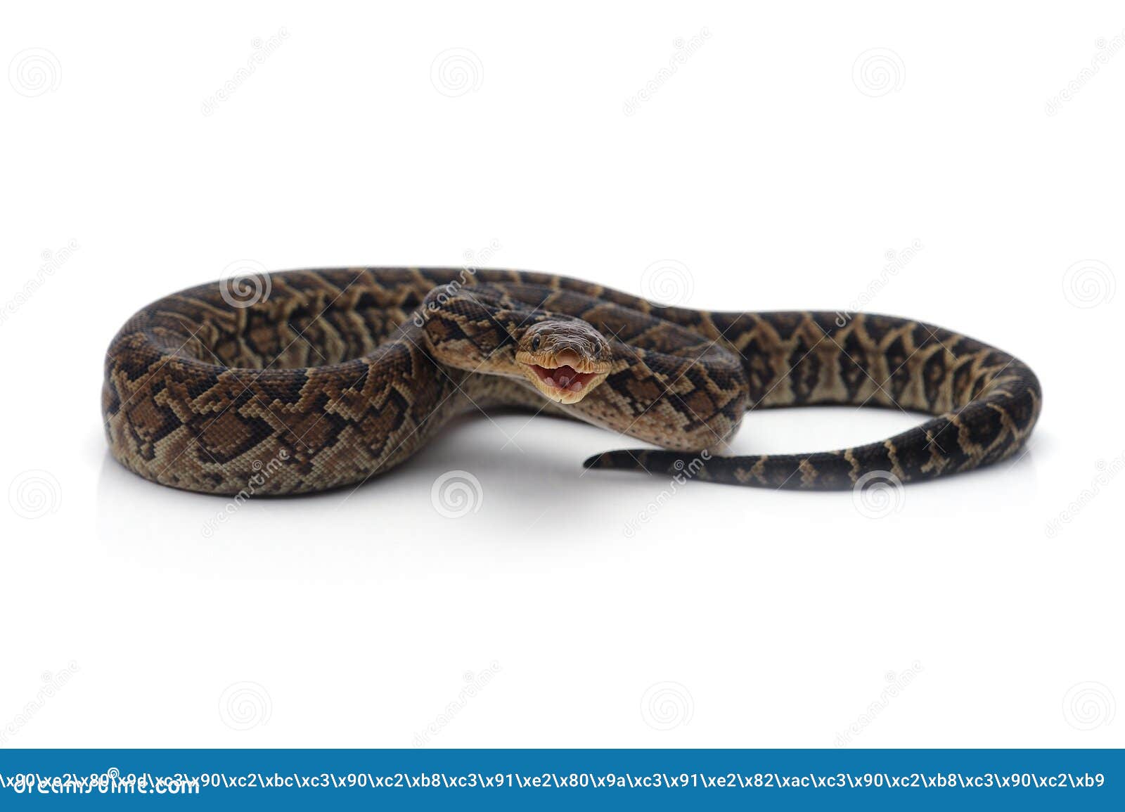 The Cuban Tree Boa Isolated on White Background Stock Photo - Image of ...