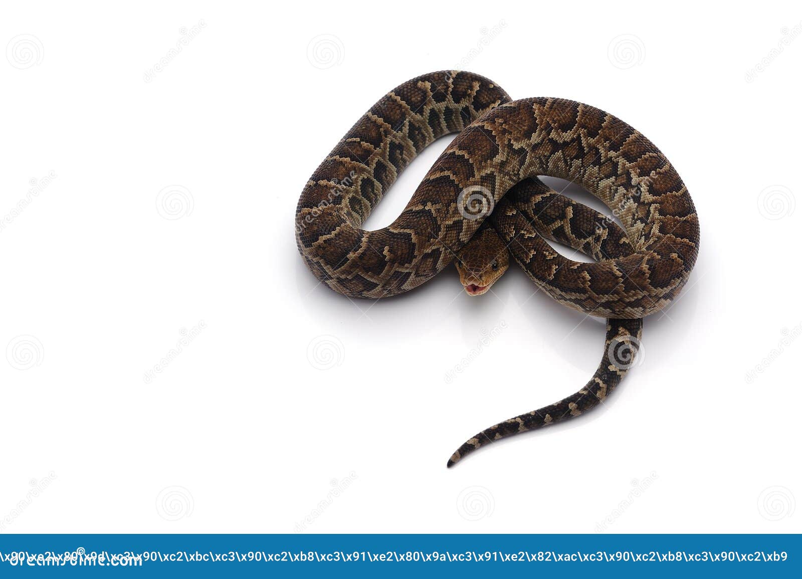 The Cuban Tree Boa Isolated on White Background Stock Photo - Image of ...