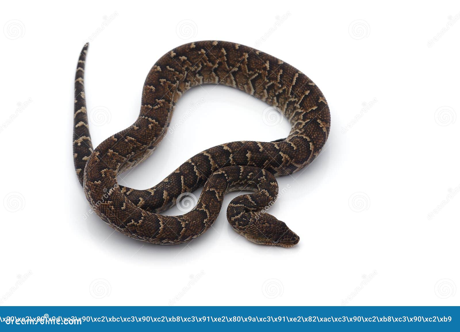 The Cuban Tree Boa Isolated On White Background Stock Photo - Image of ...