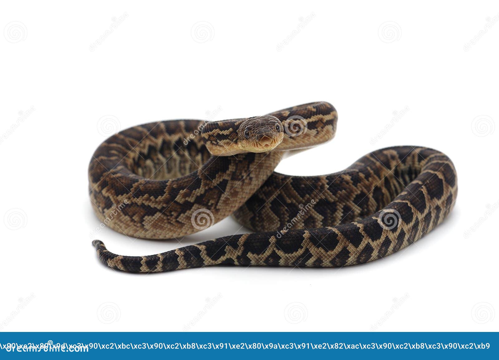 The Cuban Tree Boa Isolated on White Background Stock Photo - Image of ...
