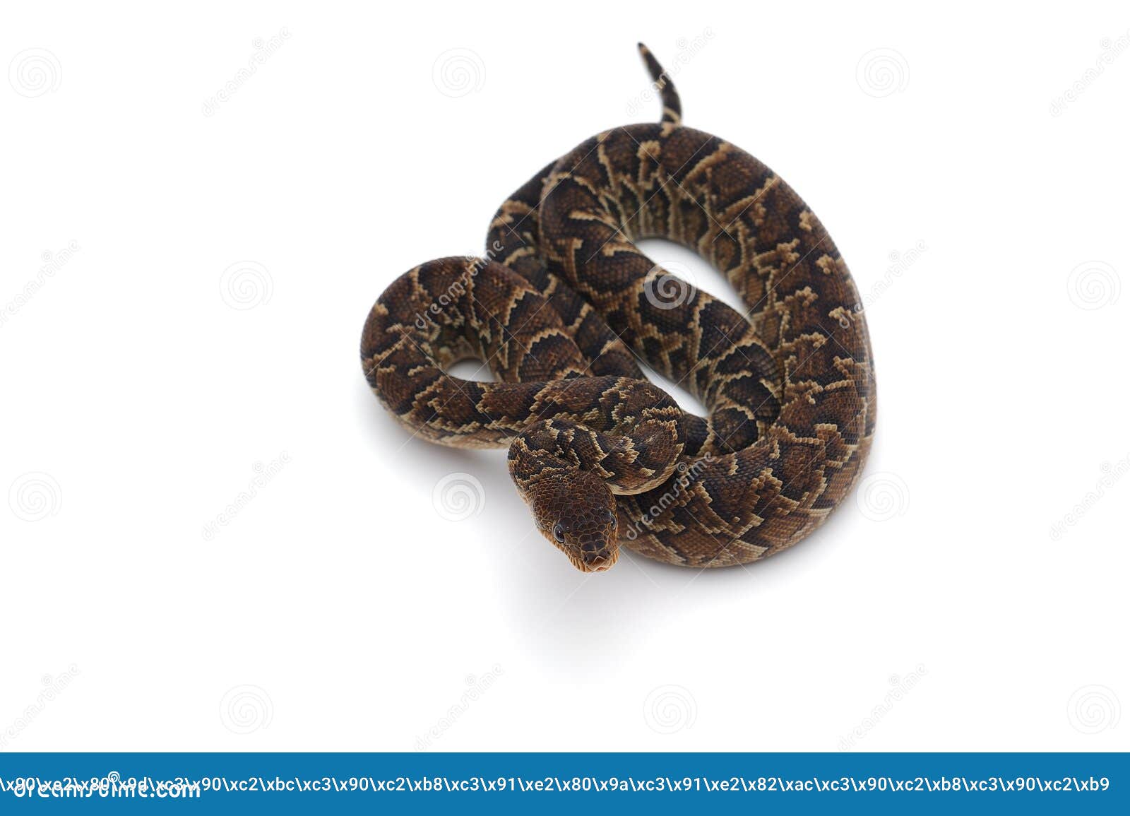The Cuban Tree Boa Isolated on White Background Stock Photo - Image of ...