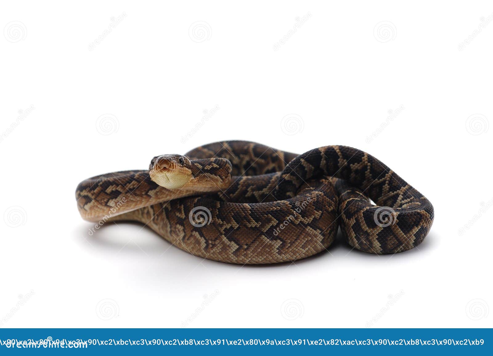 The Cuban Tree Boa Isolated on White Background Stock Image - Image of ...
