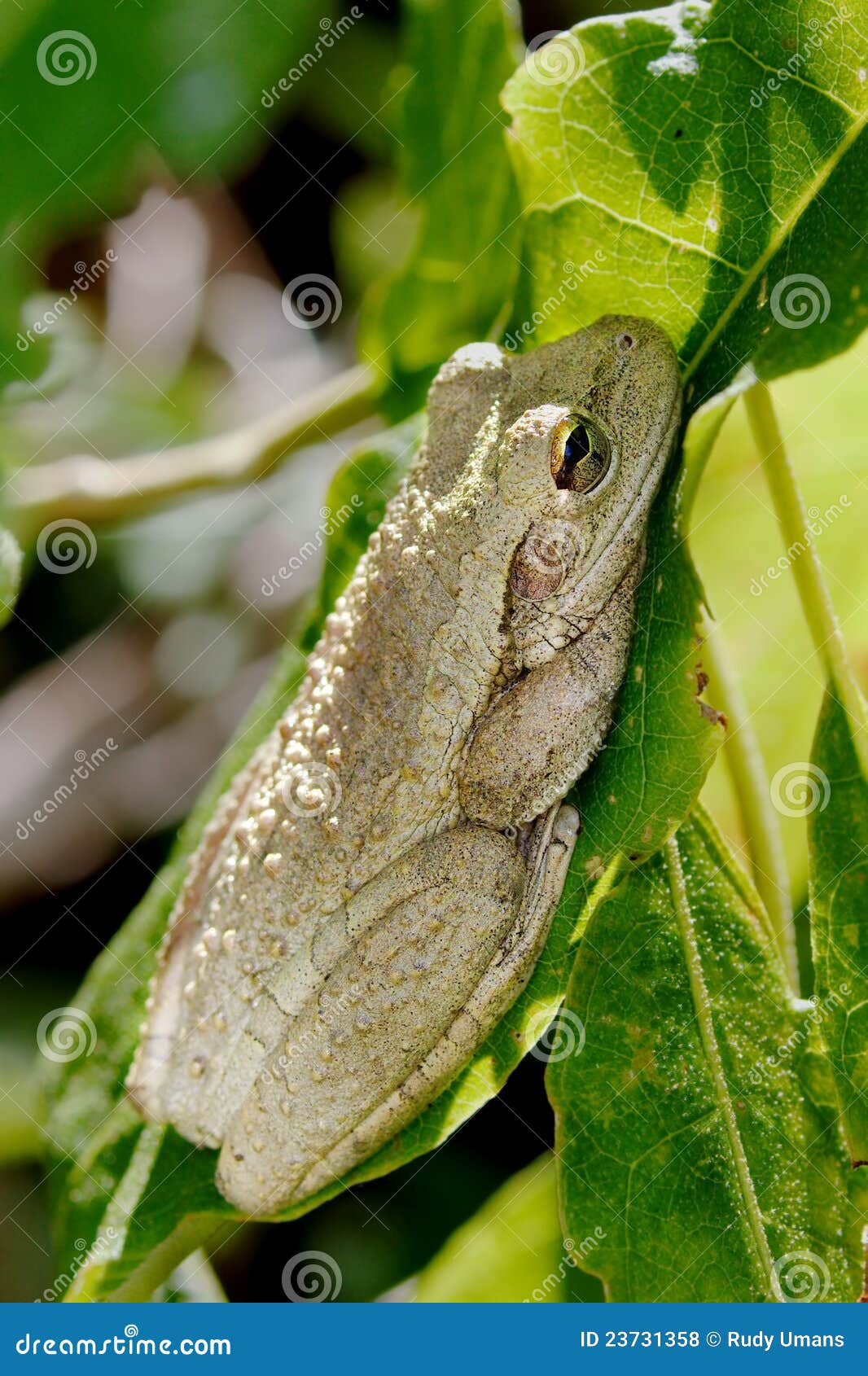 Cuban Tree Frog stock photo. Image of caribbean, face - 23731358