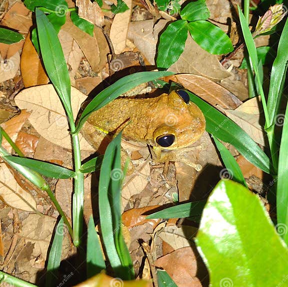 Cuban Tree Frog stock image. Image of frog, jungle, leaf - 266038623