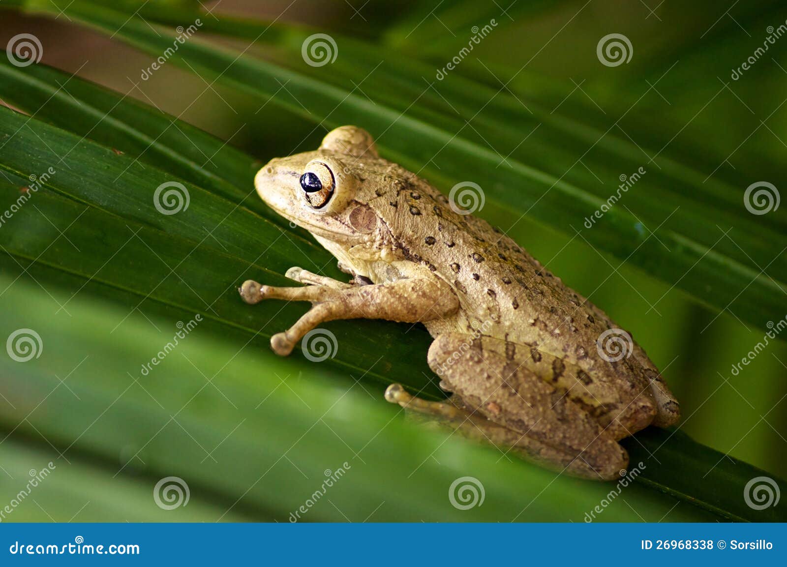 Cuban tree frog stock photo. Image of tree, palm, animal - 26968338