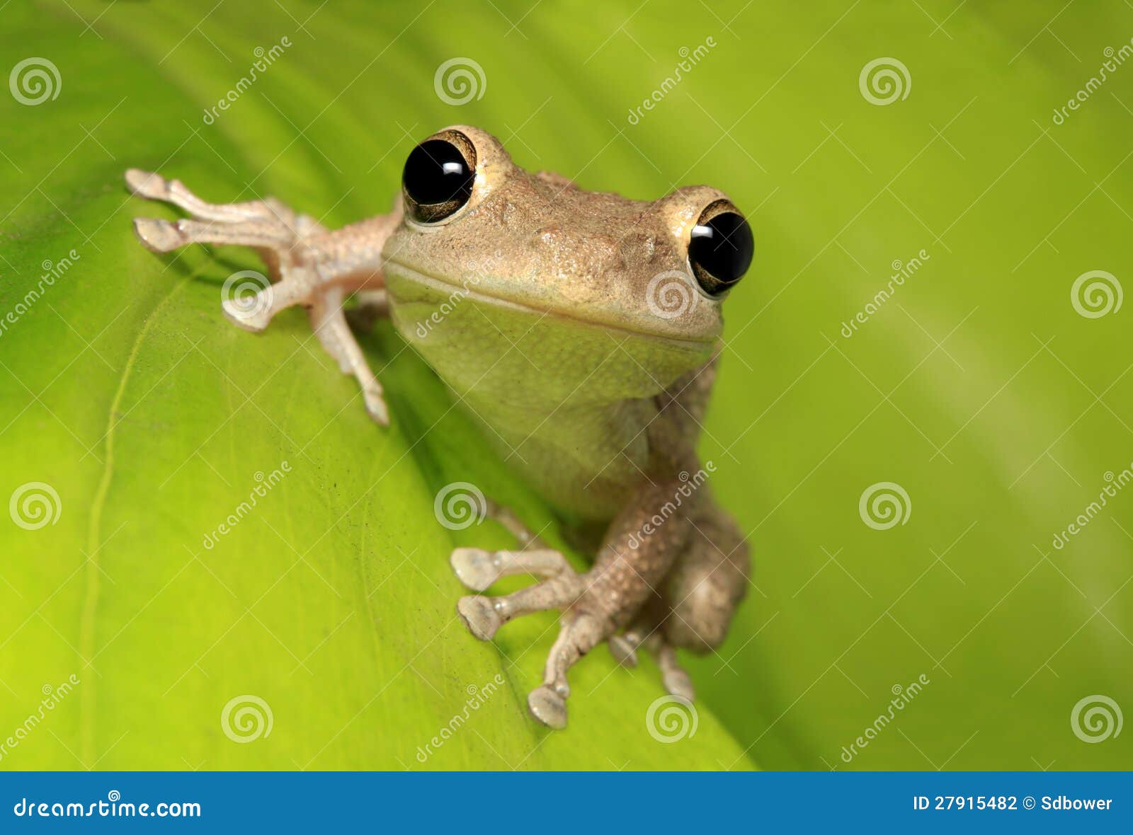 Cuban Tree Frog on Backlit Green Leaf Stock Photo - Image of toad ...