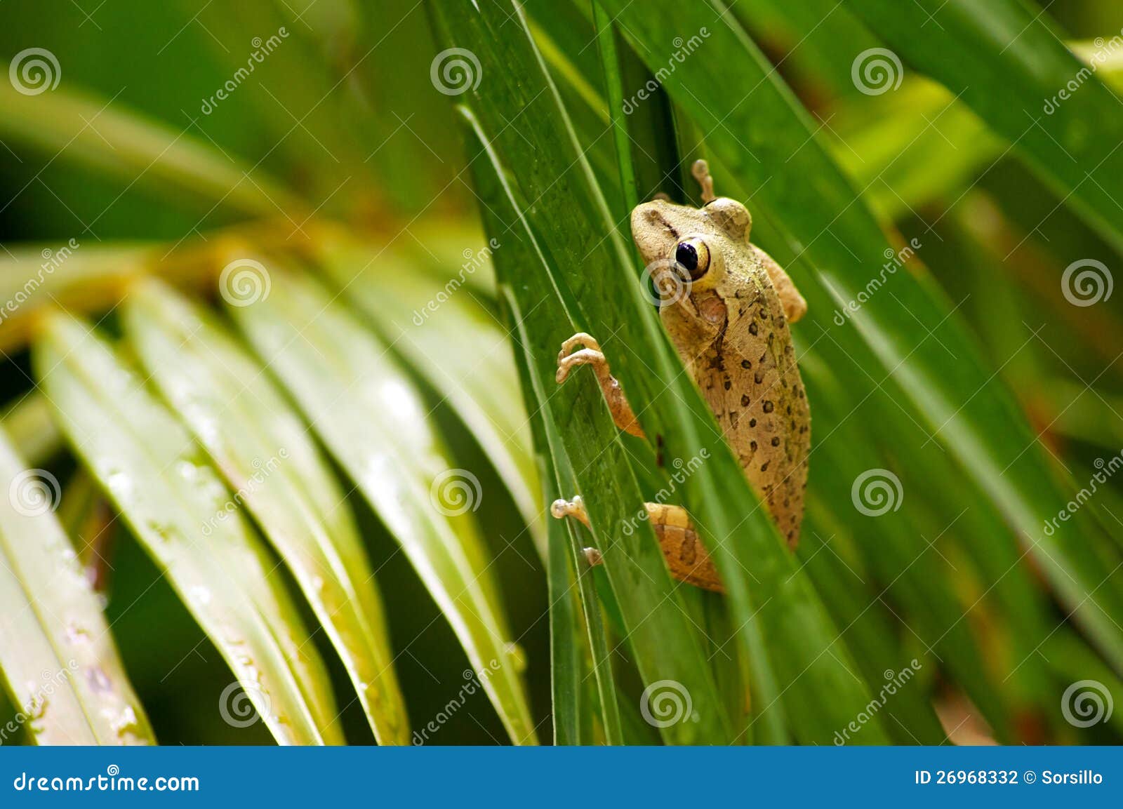 Cuban tree frog climbing stock photo. Image of climbing - 26968332