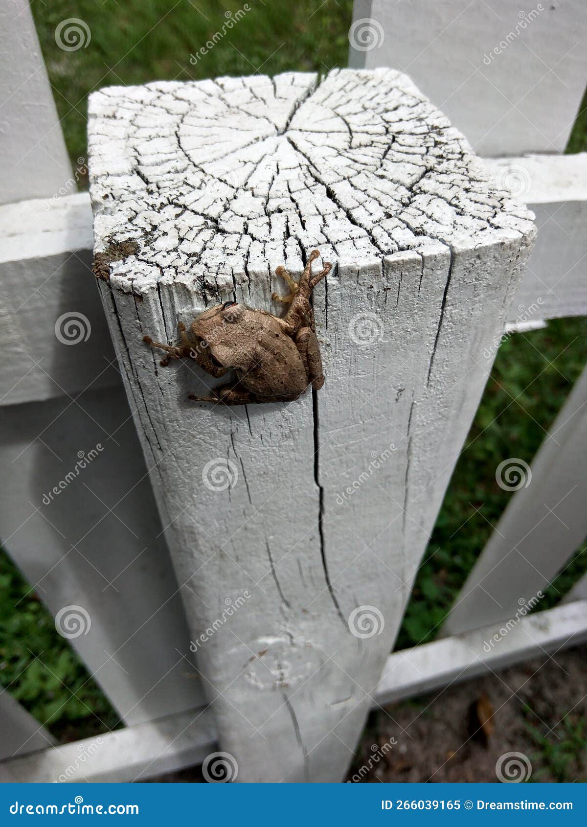 Cuban Tree Frog on Fence Post Stock Image - Image of frog, amphibians ...