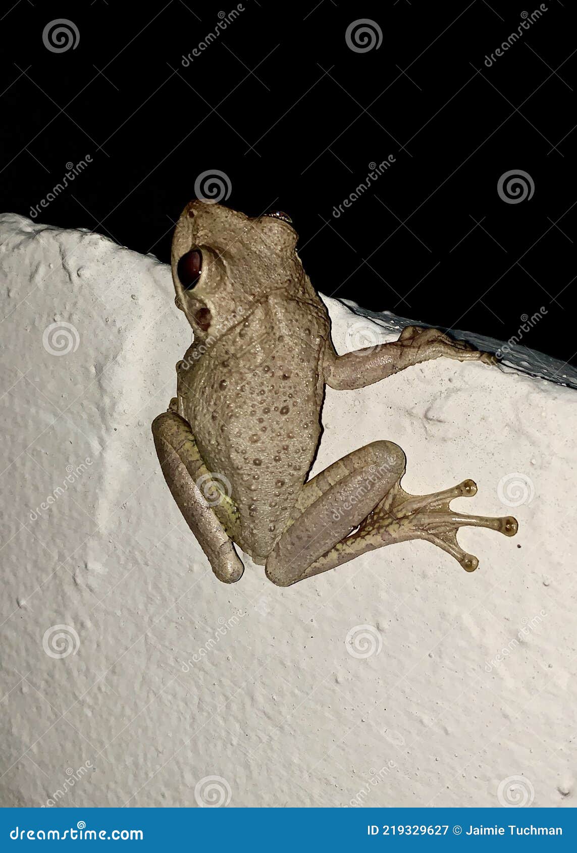 Cuban Tree Frog on a House at Night Stock Image - Image of closeup ...