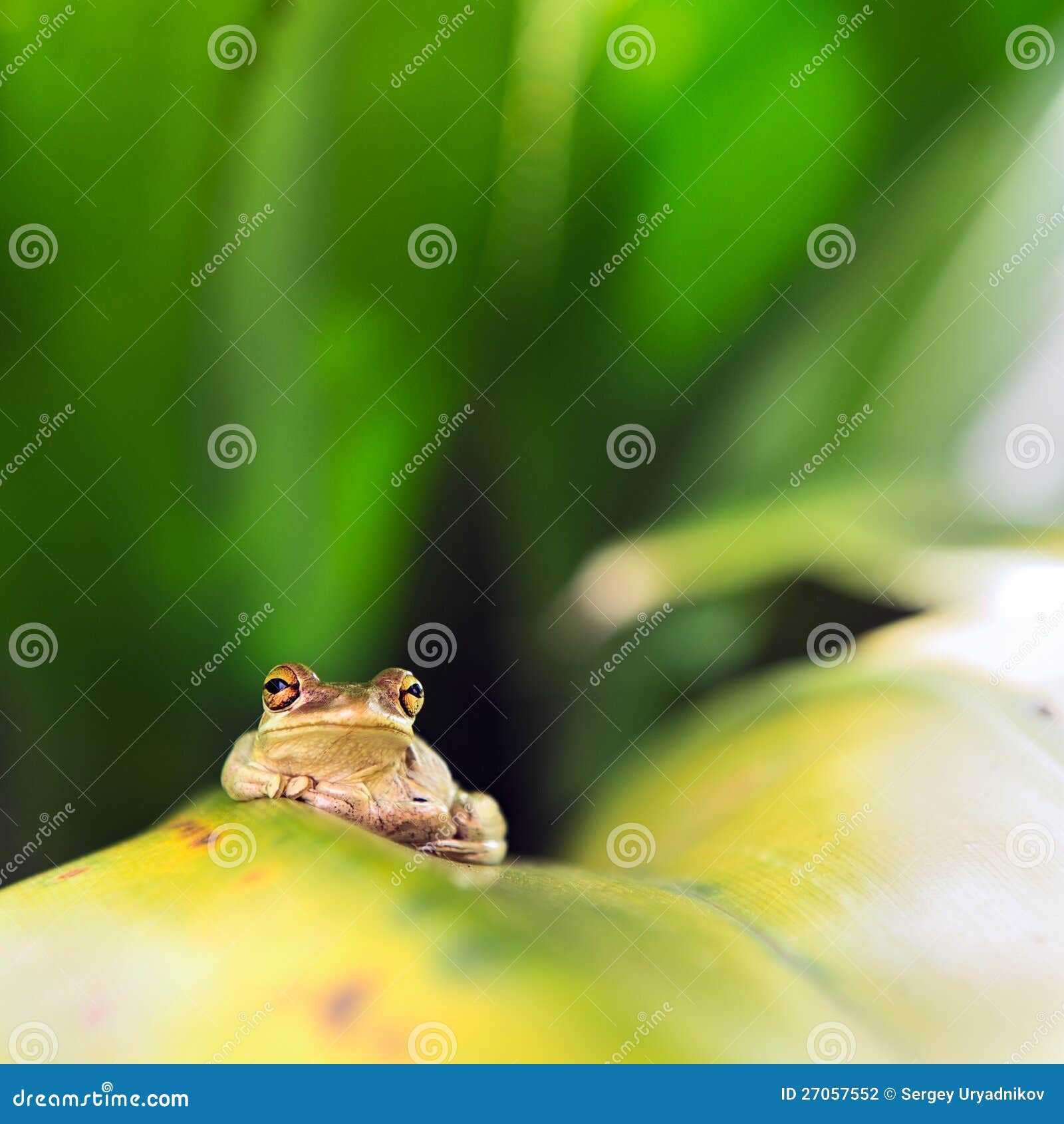 Cuban Tree Frog (Osteopilus Septentrionalis) Stock Photo - Image of ...