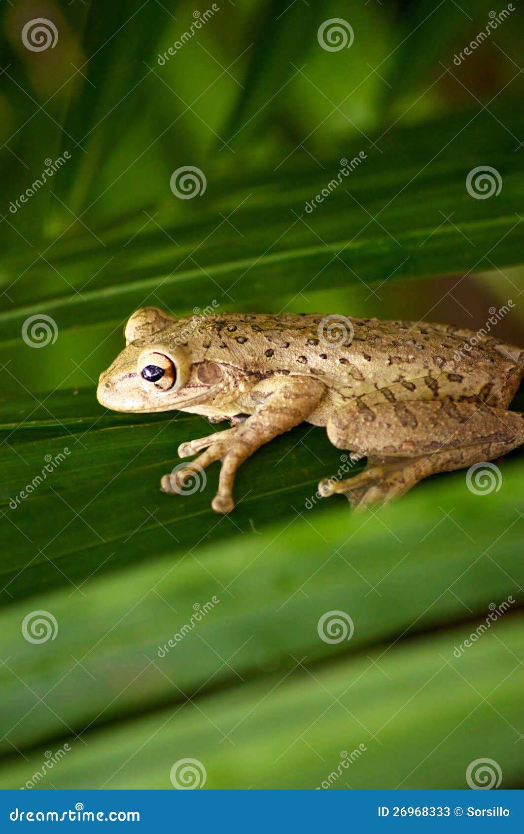 Cuban Tree Frog on Palm Frond Stock Image - Image of close, leaf: 26968333