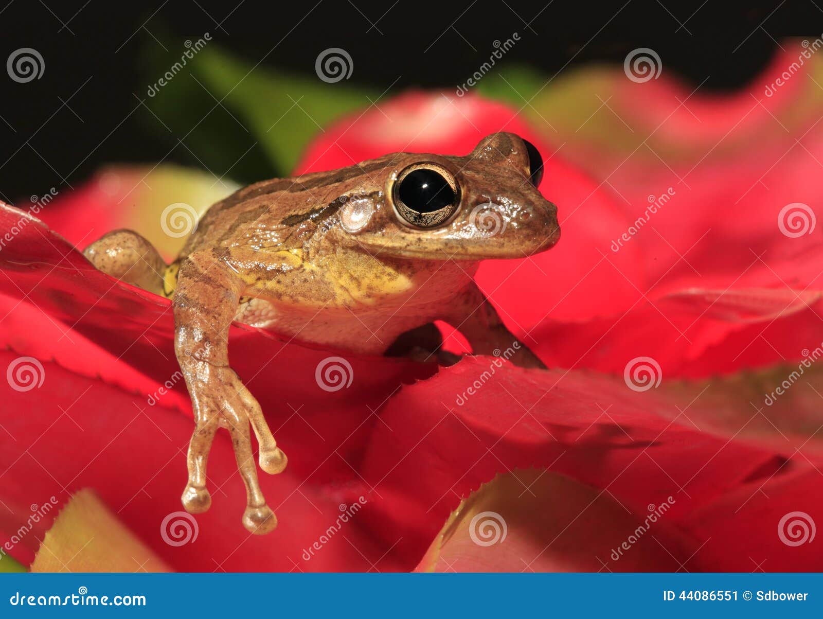 Cuban Tree Frog on Red Bromeliad Stock Image - Image of macro ...