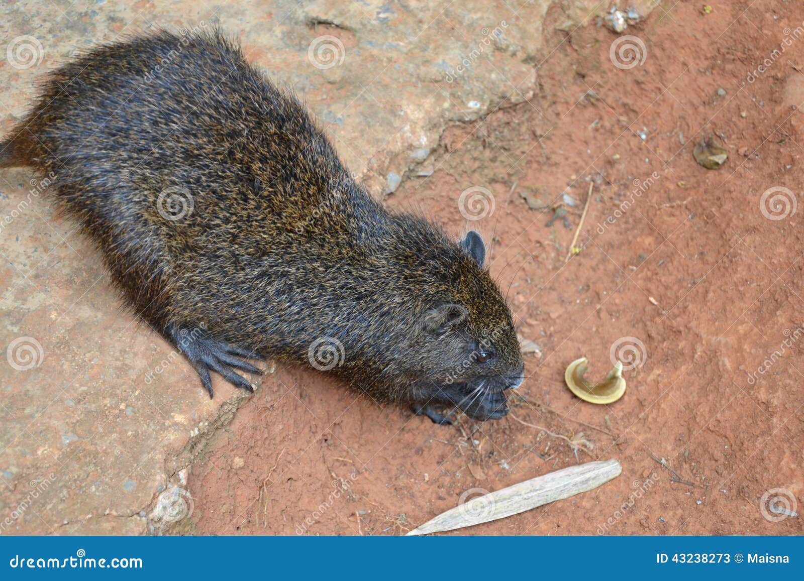 Cuban tree rat stock image. Image of caribbean, rodent - 43238273