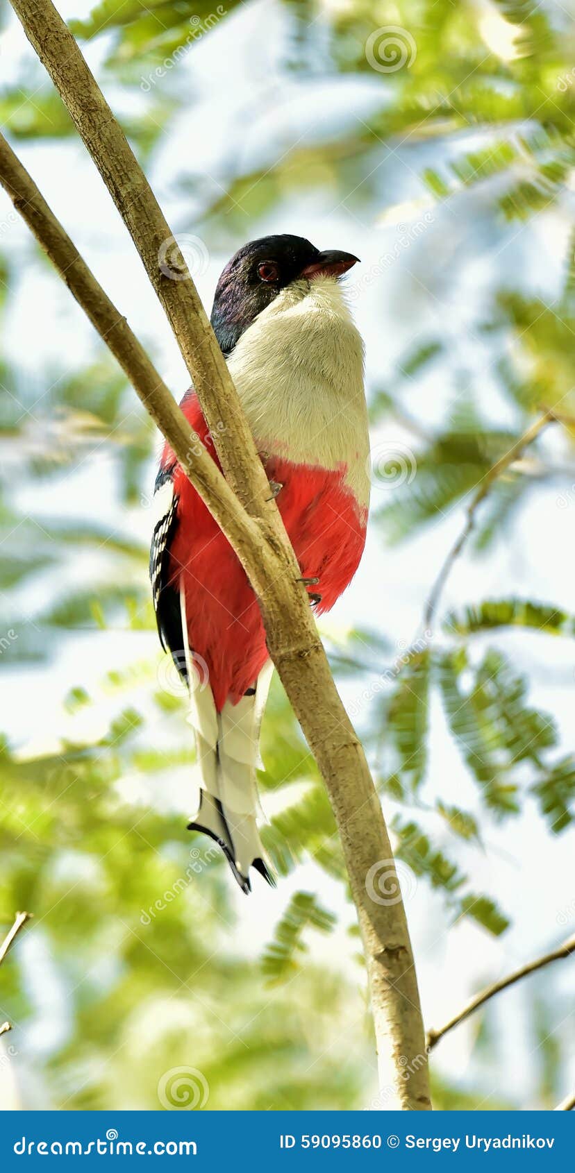 Cuban Trogon (Priotelus Temnurus) Is A Bird, One Of The Two Endemic ...