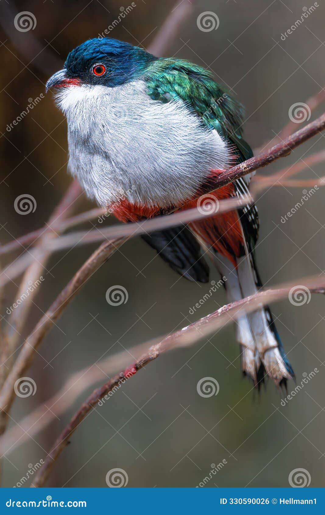 Cuban Trogon stock photo. Image of colorful, tree, tail - 330590026