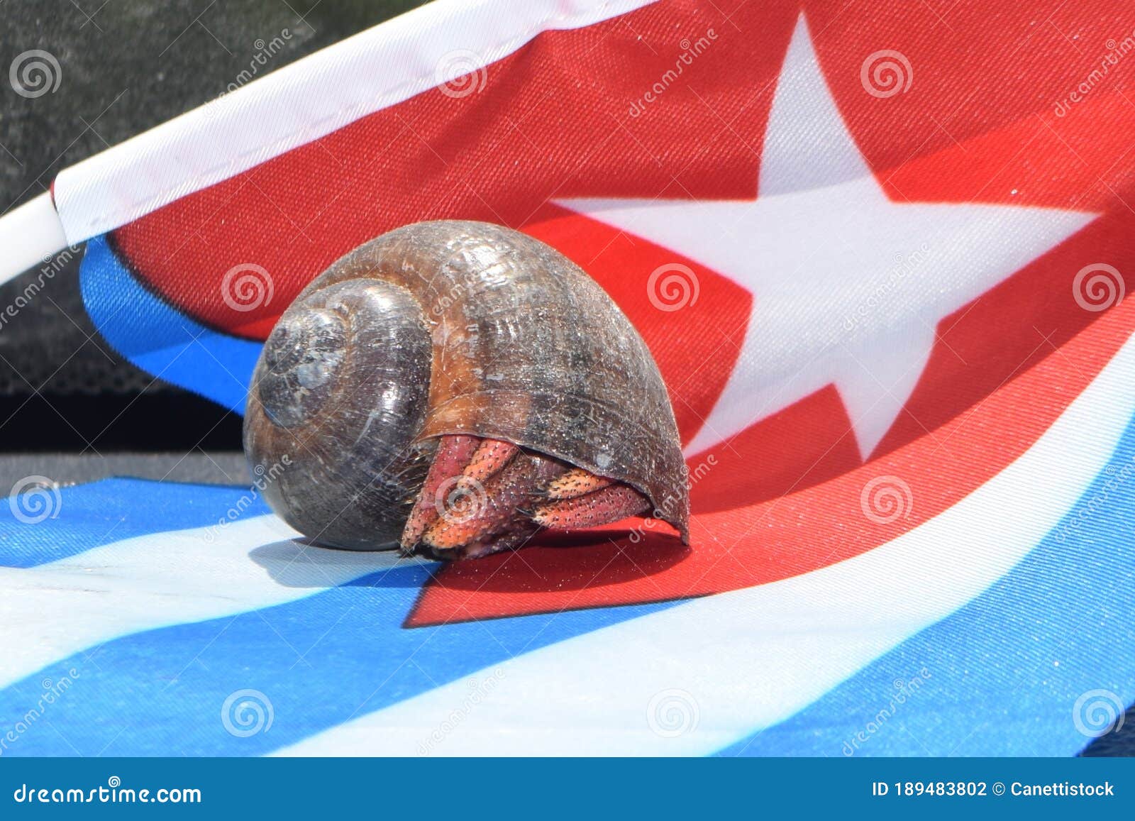 A Cuban Typical Snail Over the Cuban Flag Stock Photo - Image of states ...