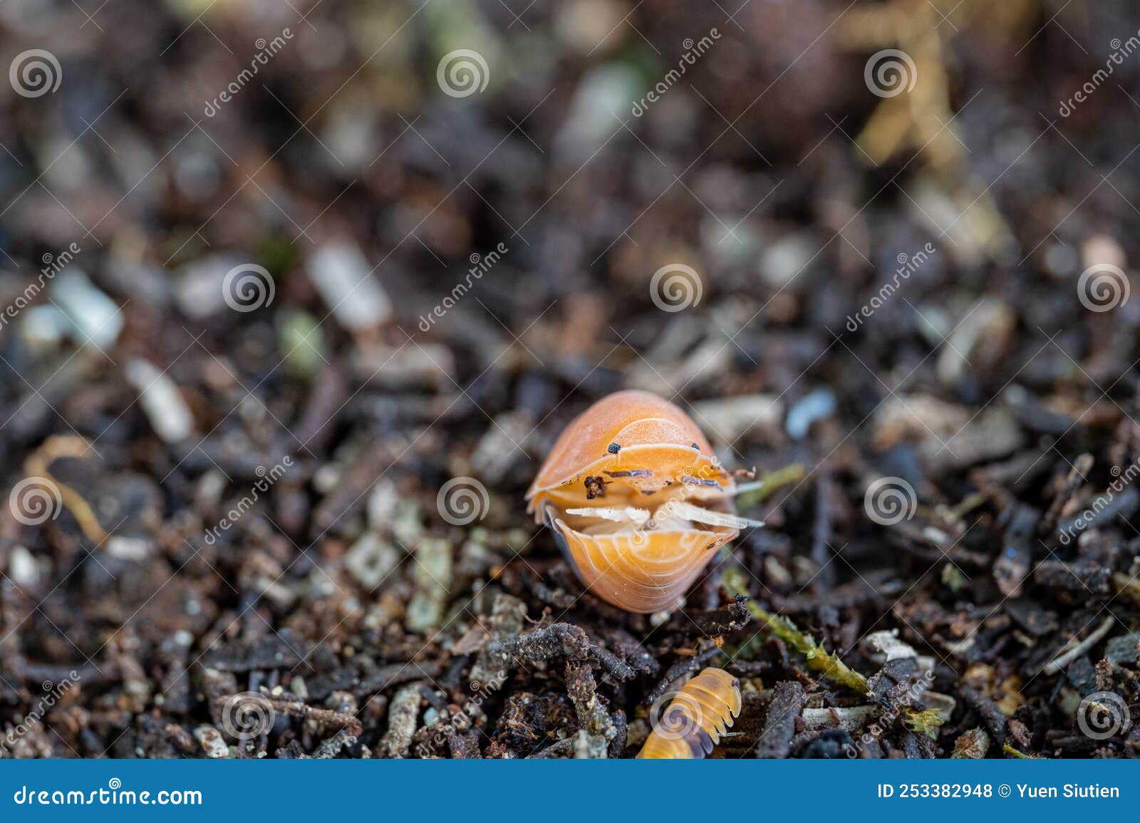 Cubaris sp. Amber ducky stock photo. Image of amber - 253382948