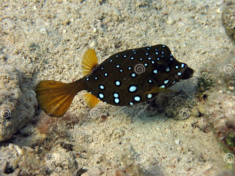 Cube Boxfish stock photo. Image of marine, dream, reef - 1228758
