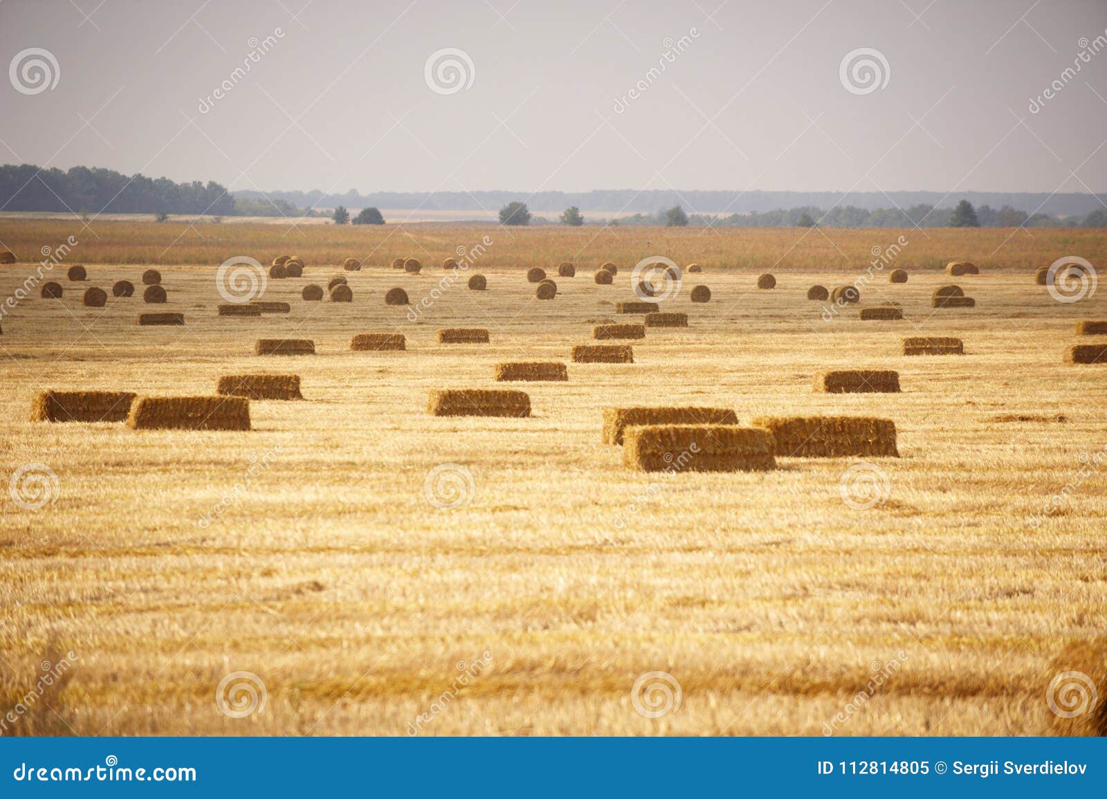 Cube Hayes in the Field with Blue Sky Background Stock Image - Image of ...