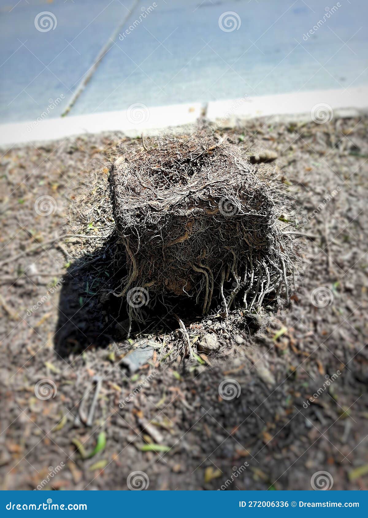 Grass Block Paving Royalty-Free Stock Photography | CartoonDealer.com ...