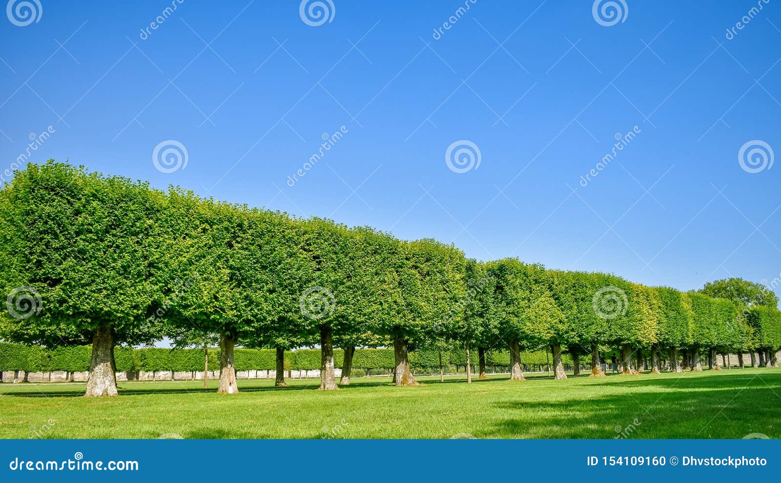 Cube Trees Garden in a Park, in a Sunny Blue Sky Day Stock Photo ...