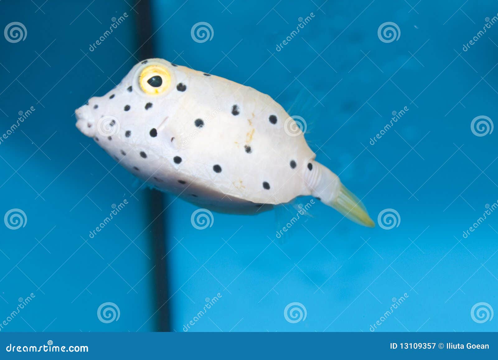 Cube Yellow Boxfish in Aquarium Stock Image - Image of underwater ...