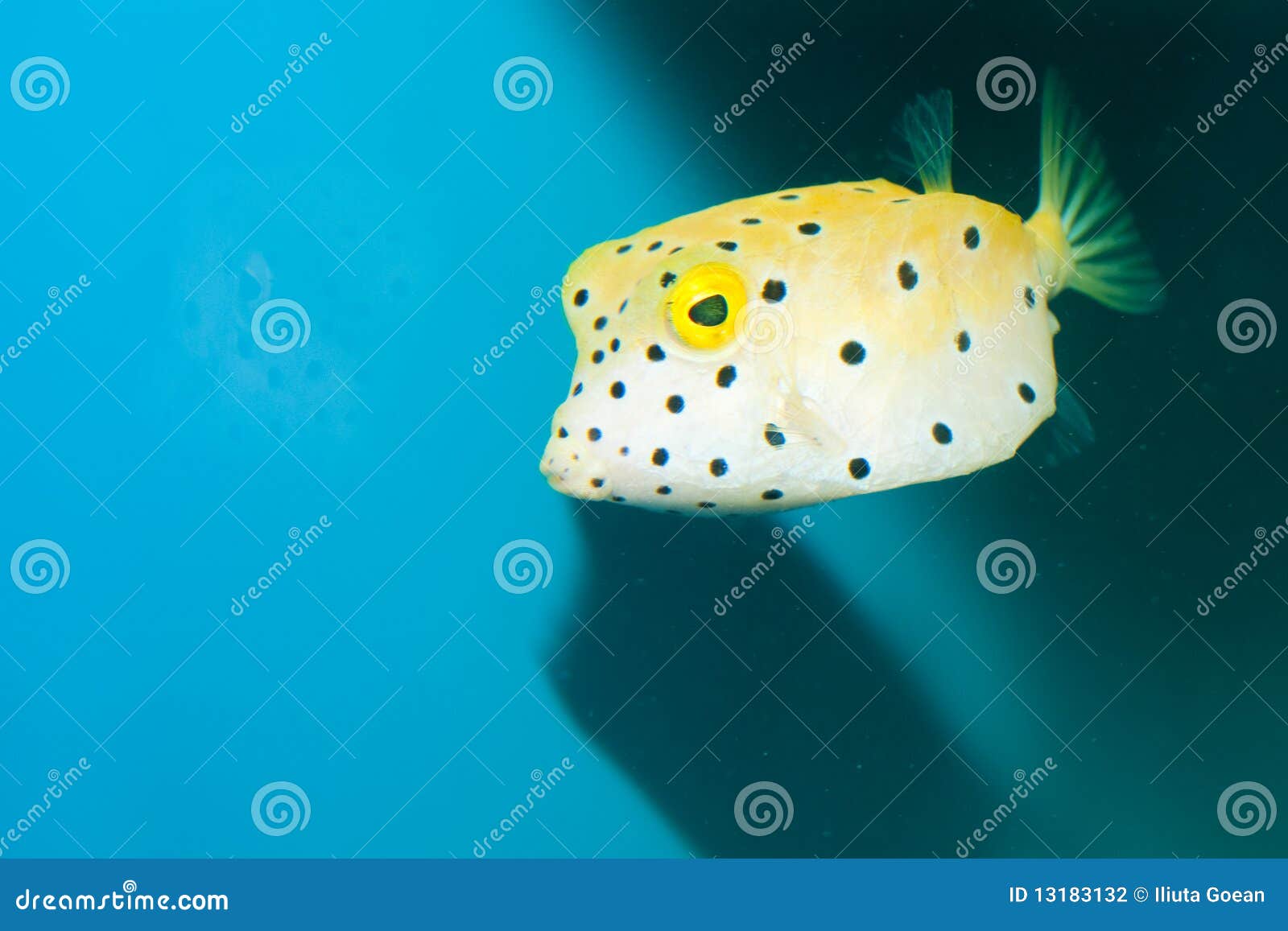 Cube, Yellow, Polka Dots Boxfish Stock Photo - Image of ocean, yellow ...