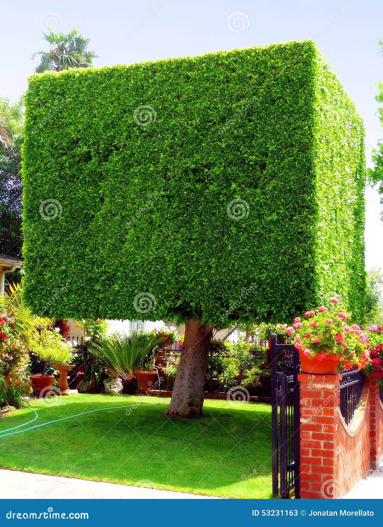 Cubic shaped tree stock image. Image of cube, geometric - 53231163