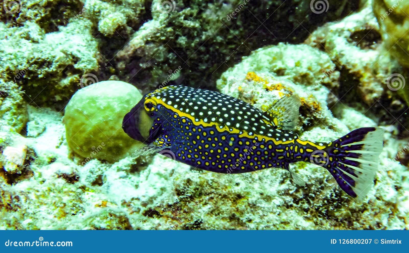 Cubicus De Ostracion Do Boxfish Em Maldivas Imagem de Stock - Imagem de ...