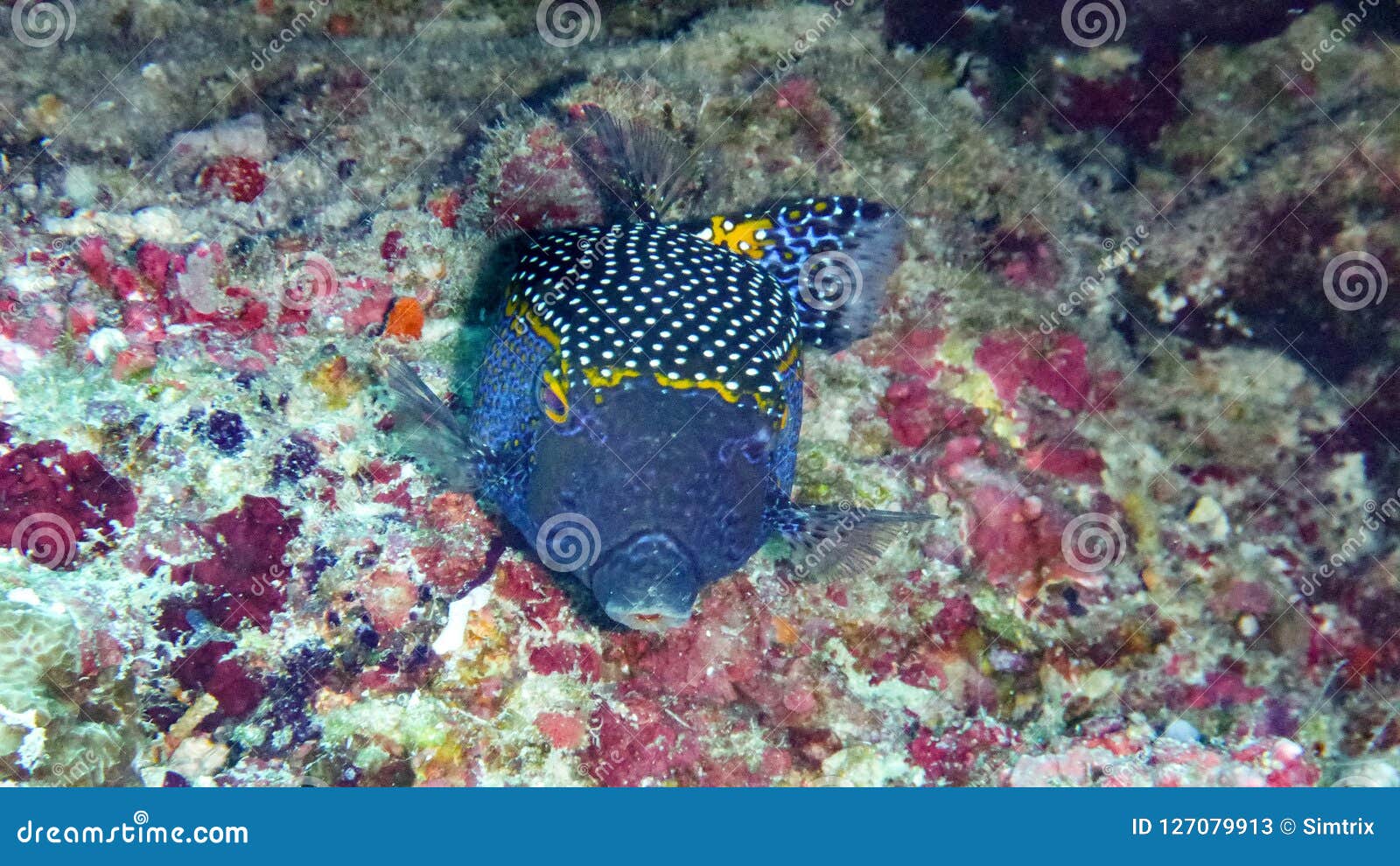 Cubicus De Ostracion Do Boxfish Em Maldivas Imagem de Stock - Imagem de ...