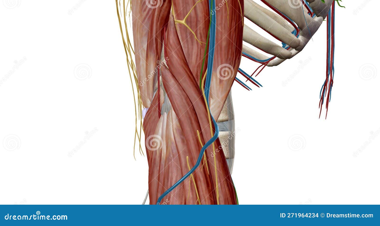 The Cubital (anticubital) Fossa is a Triangular-shaped Depression Over ...
