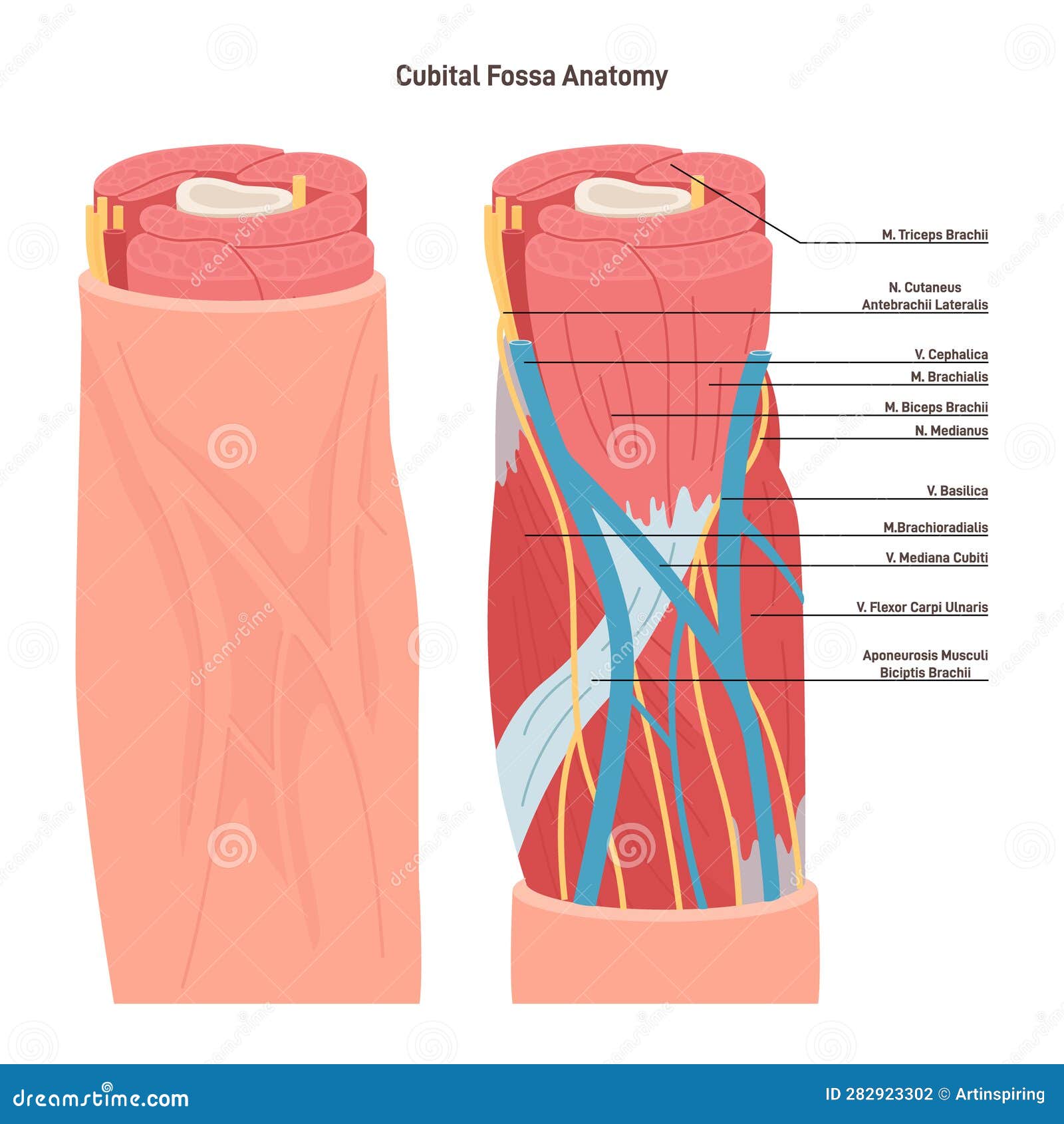 Cubital Fossa Diagram