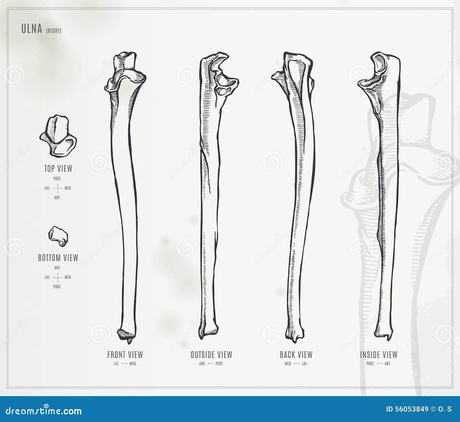 Cubitus illustration de vecteur. Illustration du anatomie - 56053849