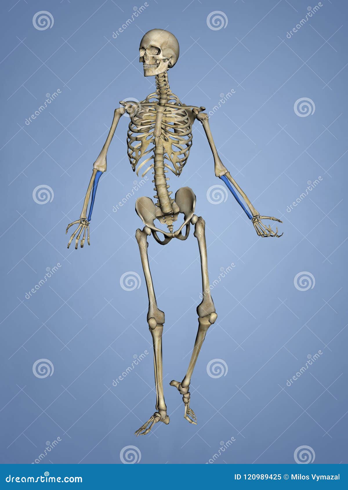 Cubitus, Squelette Humain, Modèle 3D Illustration Stock - Illustration ...