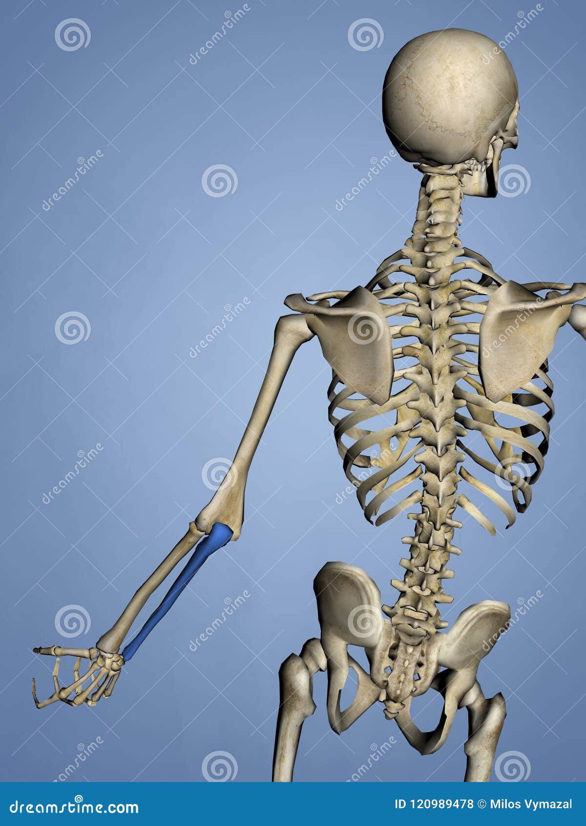 Cubitus, Squelette Humain, Modèle 3D Illustration Stock - Illustration ...