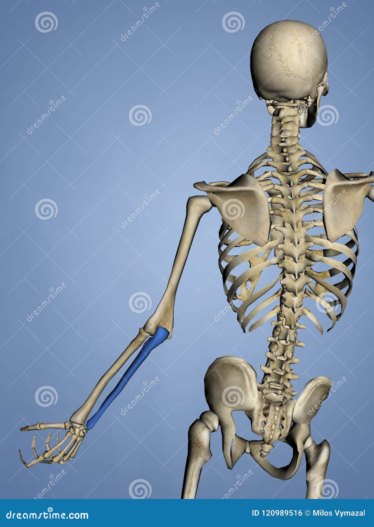 Cubitus, Squelette Humain, Modèle 3D Illustration Stock - Illustration ...