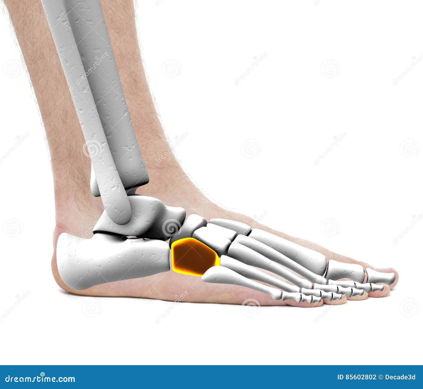 Cuboid Bone - Anatomy Male - Studio Photo Isolated on White Stock Photo ...