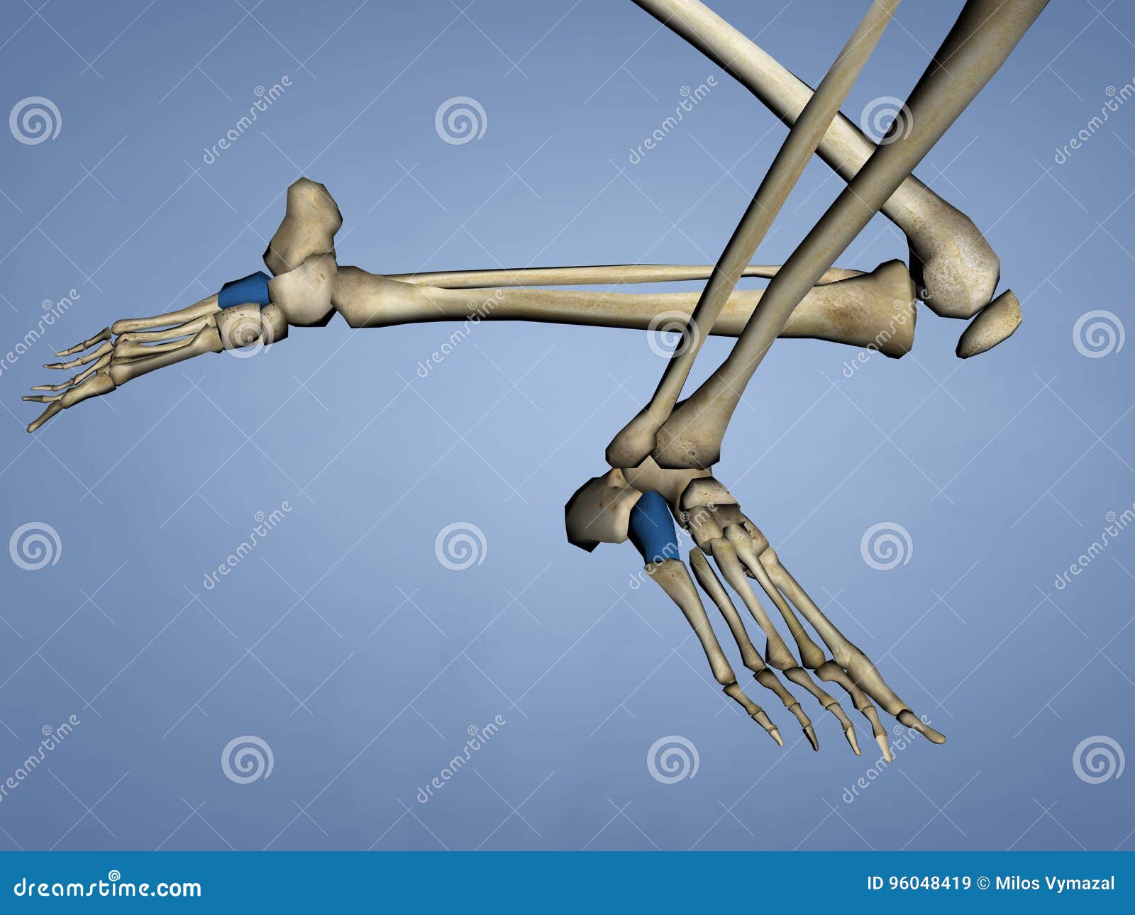 Cuboid Bone, 3D Model stock illustration. Illustration of cuboid - 96048419