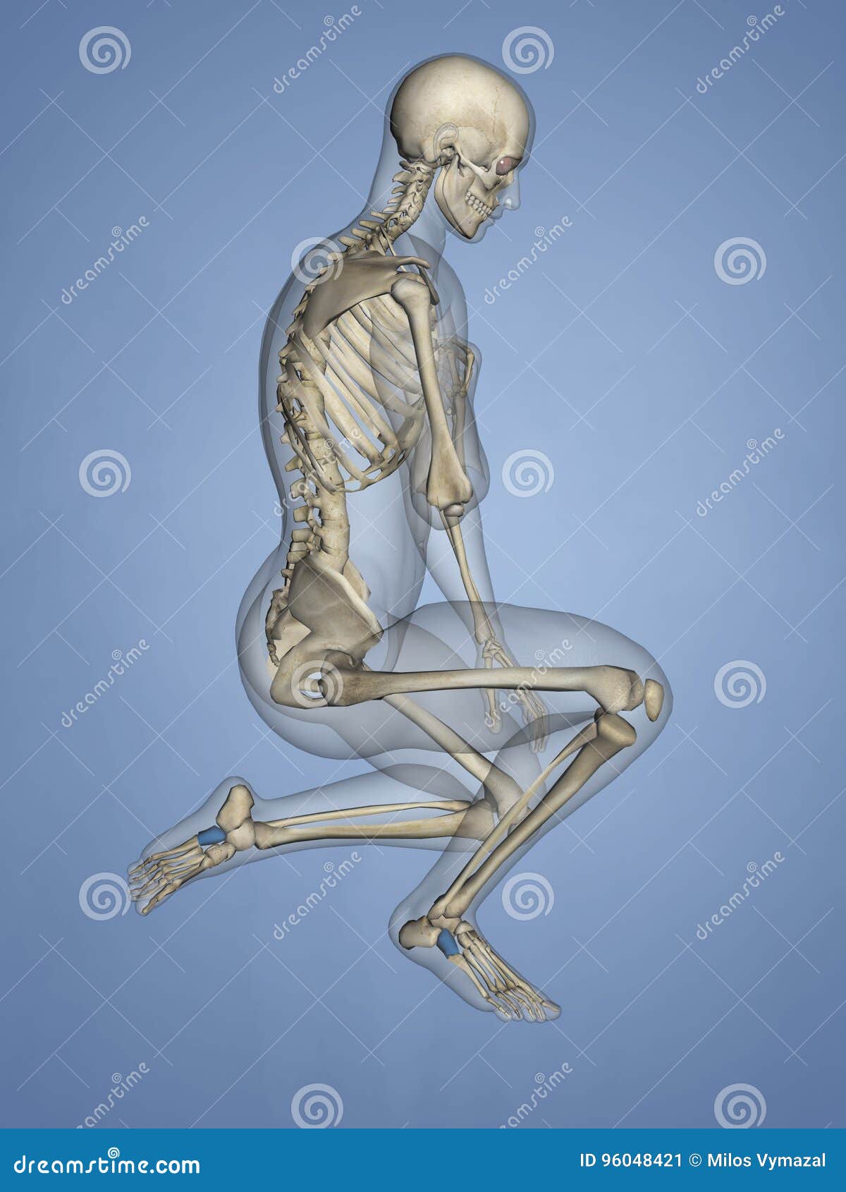 Cuboid Bone, 3D Model Stock Image | CartoonDealer.com #96048571